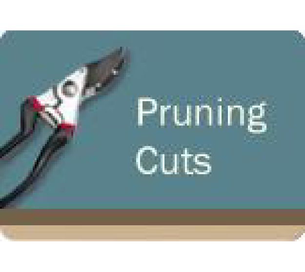 Pruning Cuts | ISA Prod